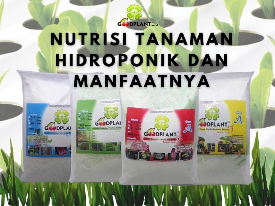 Nutrisi Tanaman Hidroponik Dan Manfaat Positifnya - CV GOODPLANT Indonesia Nutrisi Tanaman Hidroponik Dan Manfaat Positifnya - CV GOODPLANT Indonesia
