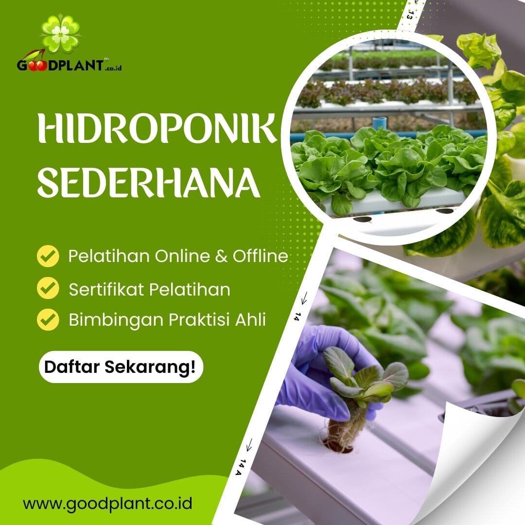 Panduan Lengkap Sistem Hidroponik Sederhana Untuk Pemula